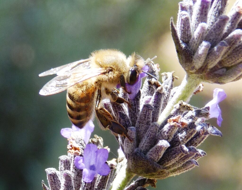 15 Flores y plantas que atraen abejas