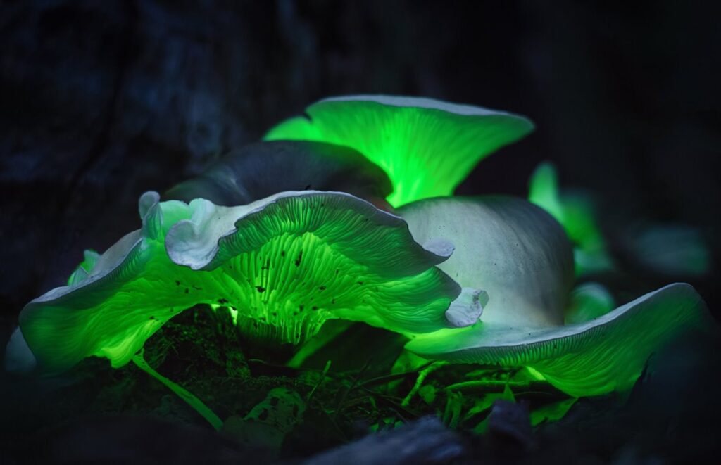Bioluminiscencia, organismos que emiten luz